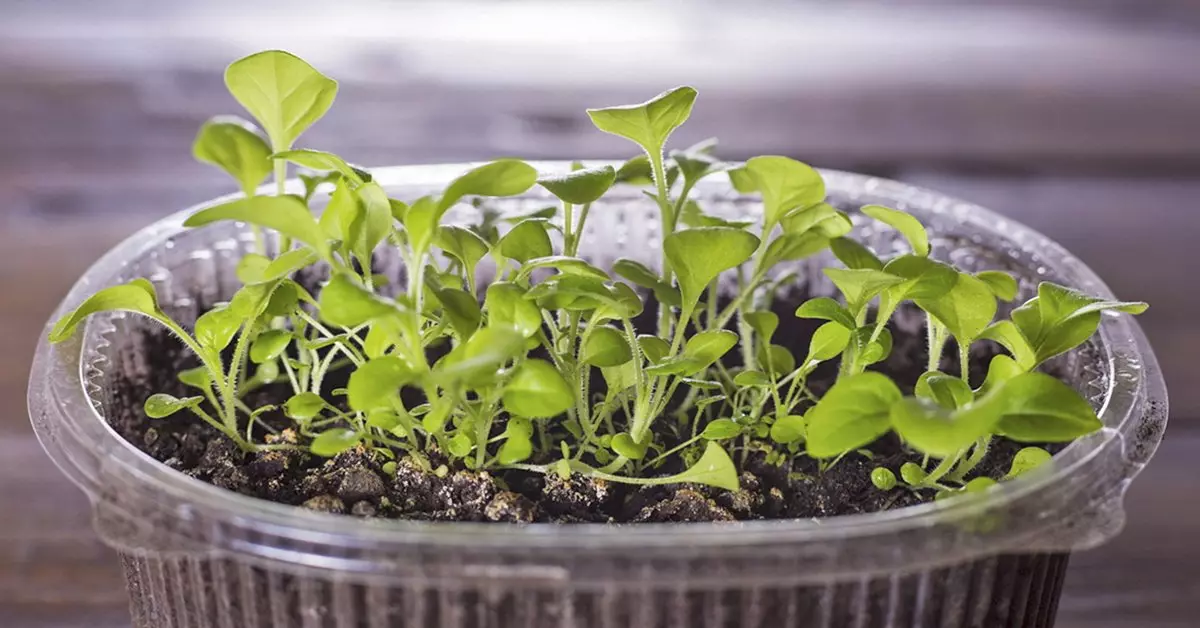 Petunia võrsed surevad: 5 peamist põhjust ja võimalusi probleemide lahendamiseks