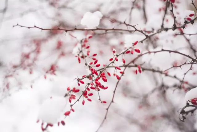 Barbaris dans la neige