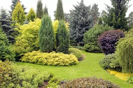 What can be attached next to conifers - examples of successful combinations of plants 1330_5