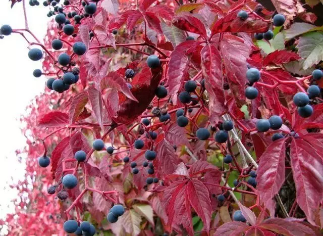 Pflanzen für kleine Gartenwilde Trauben