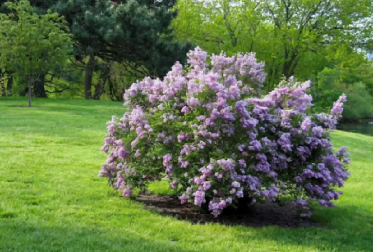 Pflanzen für den kleinen Garten lila