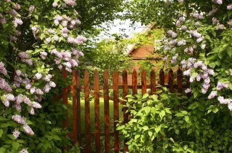 Pflanzen für einen kleinen Garten - 9 mehrjährige, die nicht viel Platz brauchen 1331_20