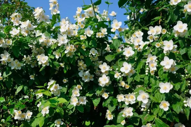 Taimed väikese aiaga Chubuschnik