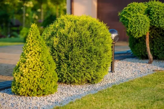 Pflanzen für den kleinen Garten Tuya