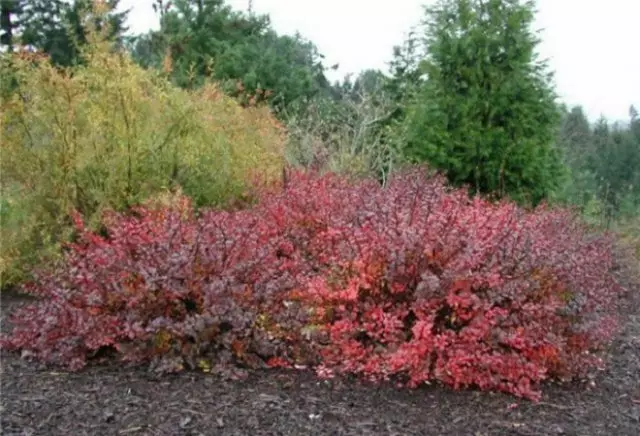 گیاهان برای باغ کوچک Barbaris