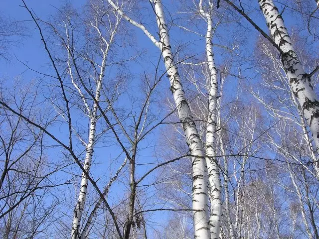 Träd och buskar med färgad bark