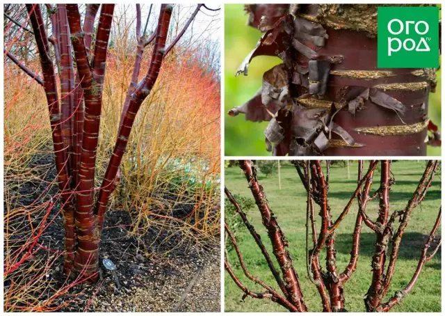 Trees and shrubs with colored bark