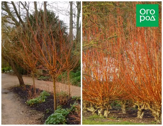 Trees and shrubs with colored bark