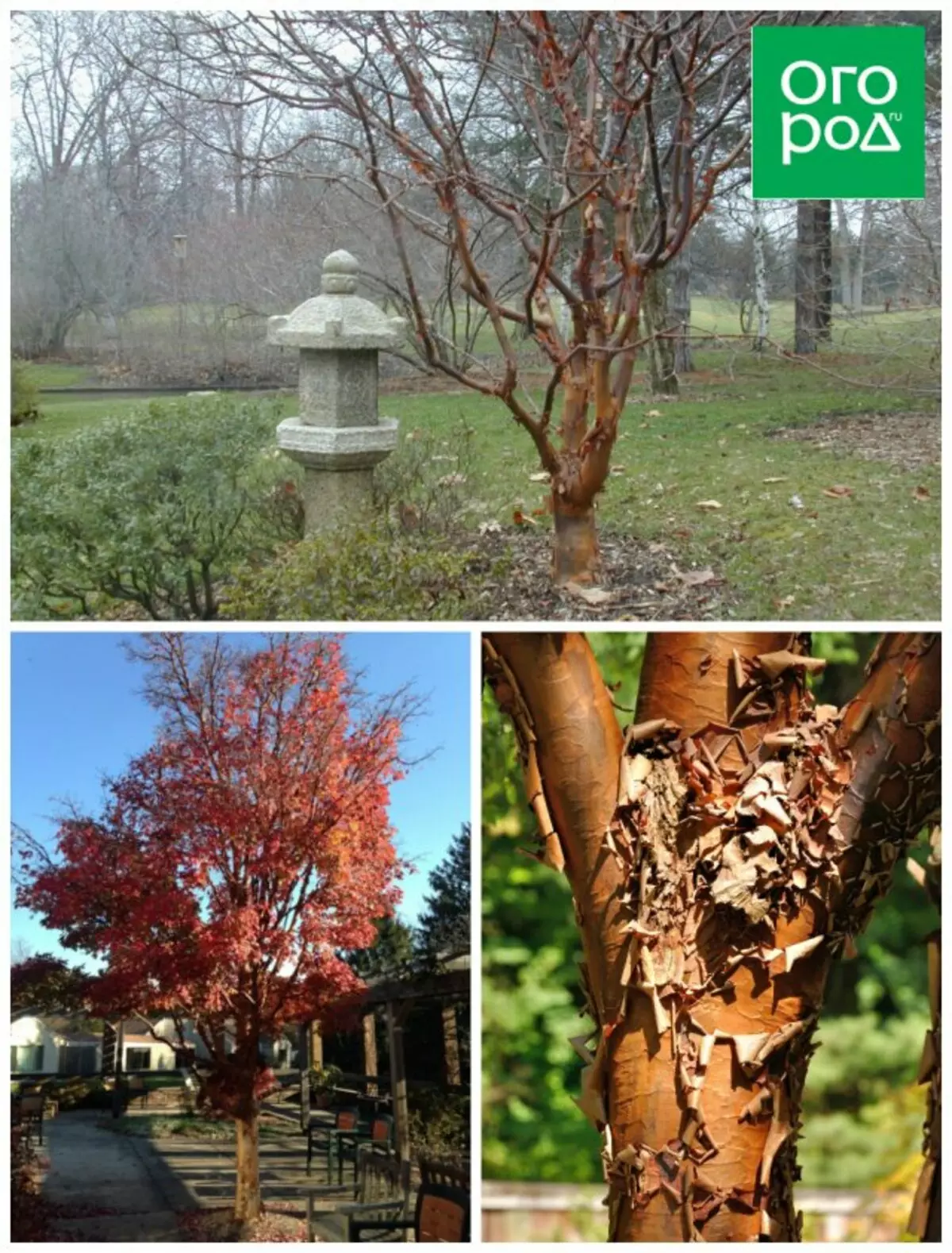 Arbres et arbustes avec écorce colorée