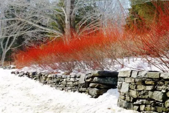 Trees and shrubs with colored bark