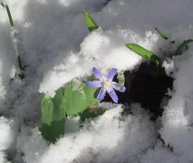 ابتدایی اولیه در کشور