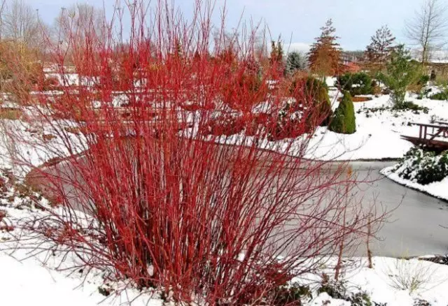 Trees and shrubs with colored bark