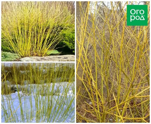 Trees and shrubs with colored bark