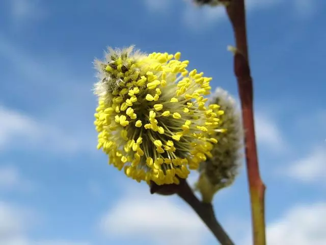 Miti ya rannunewood na vichaka