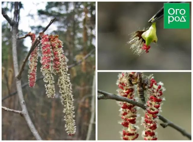 Rannunewood träd och buskar