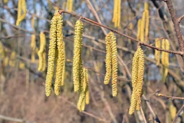 Miti ya rannunewood na vichaka