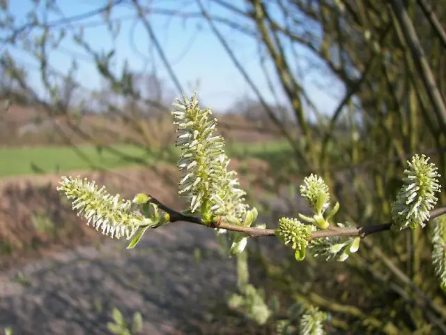 Arbres et arbustes de Rannunewood