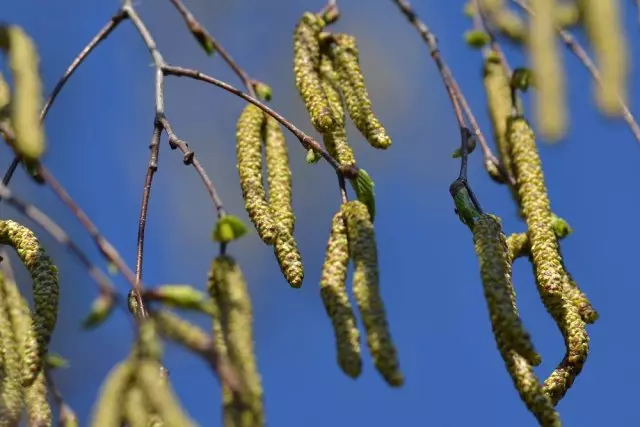 Rannunewood trees and shrubs