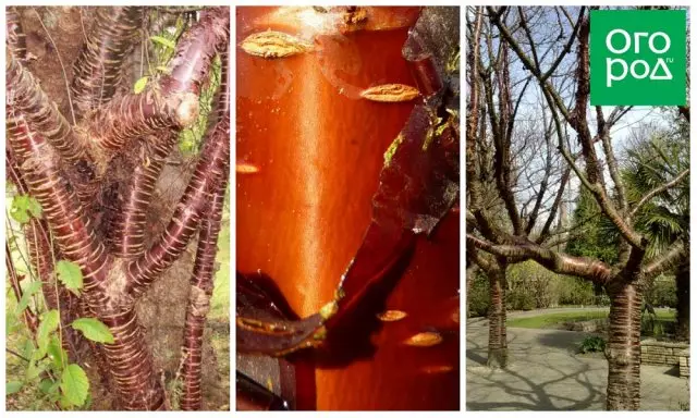 Trees and shrubs with colored bark