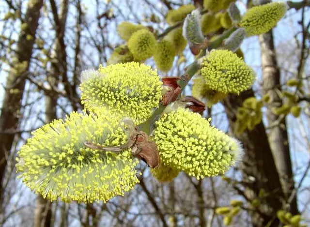 Rannunewood trees and shrubs