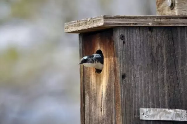 Oiseaux dans le pays