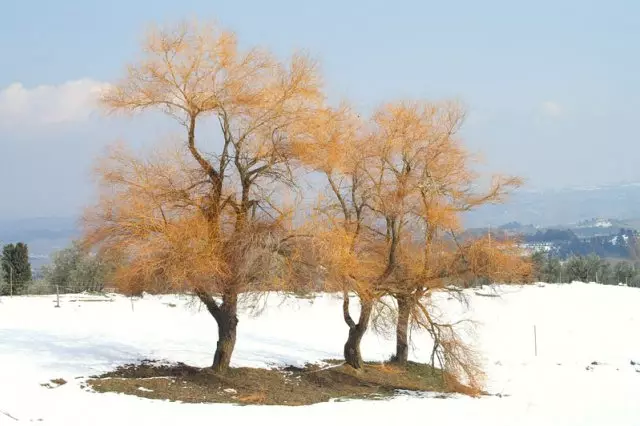 Trees and shrubs with colored bark