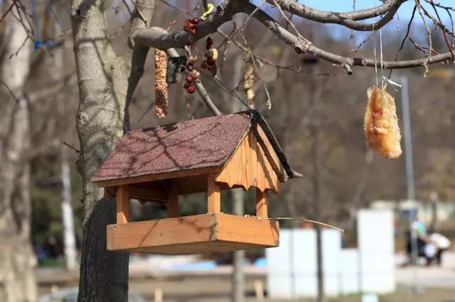 Birds in the country