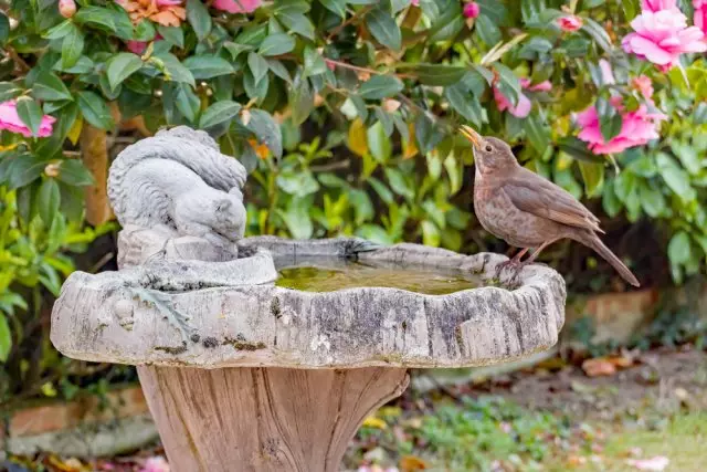 Tazón de bebida para pájaros