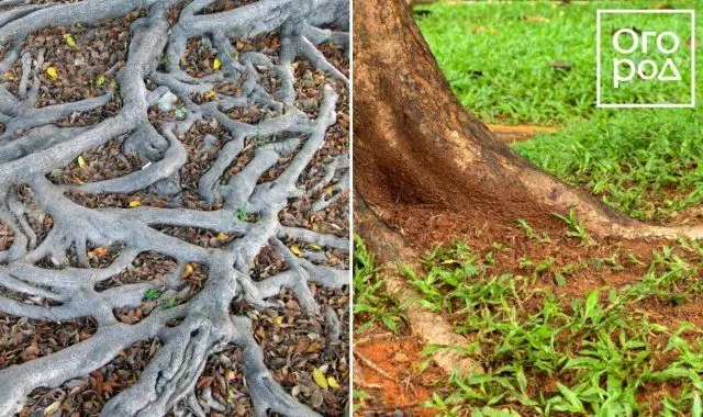 Roots of trees