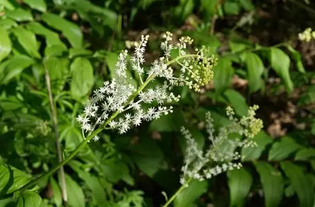 Tumbuhan apa yang dijemput untuk kawasan kecil (6 ekar dan kurang) 1340_9