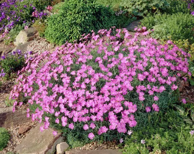 Carnation adalah biru abu-abu