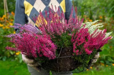 13 rock planter blomstrer fra foråret og til efteråret 1343_22