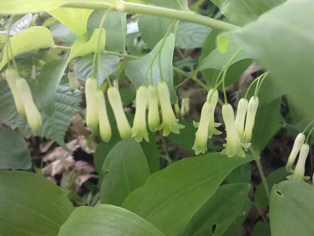 පූප්