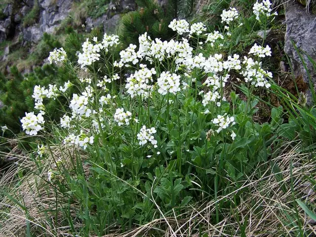 I-Arabis