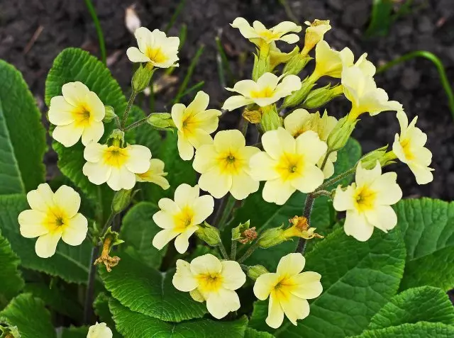 Primrose