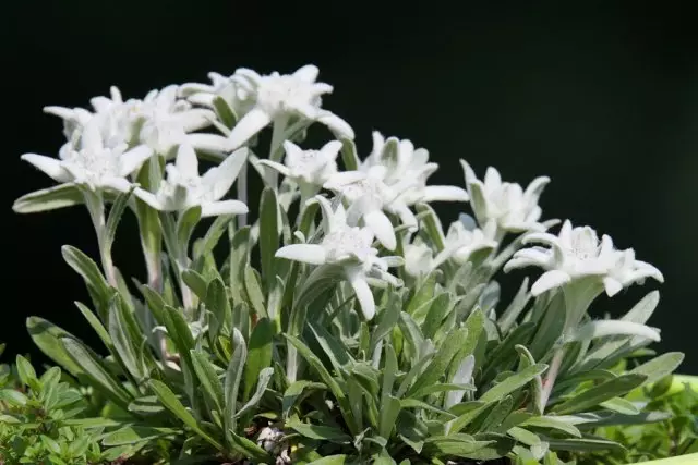 I-Edelweiss