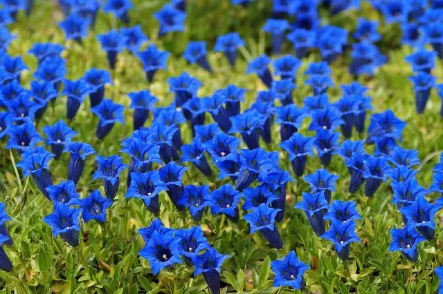 UGentian