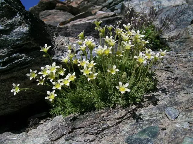 Saxifrage.