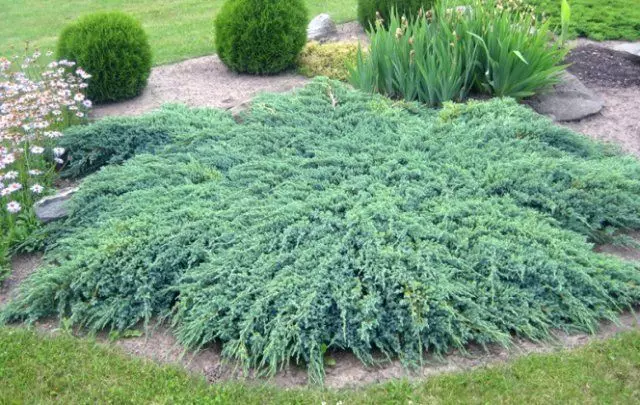 Juniper Blue Carpet.