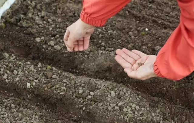 Leszállási színek az ősszel: milyen virágok lehetnek és szükségük van a tél alatt