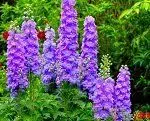 Delphinium