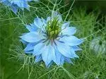 Nigella damaskaya