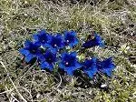 Gentian.