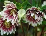 Hellebore.