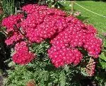 Yarrow