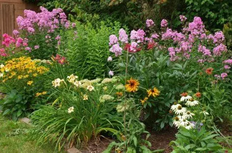 Colores de aterrizaje en el otoño: qué flores pueden y necesitan sembrar bajo el invierno 1363_31