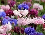 Cornflower