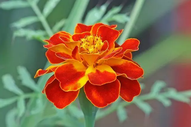 Marigold