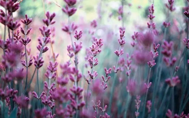 Lavanda