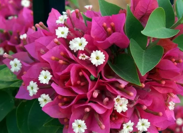 Bougainvillea.